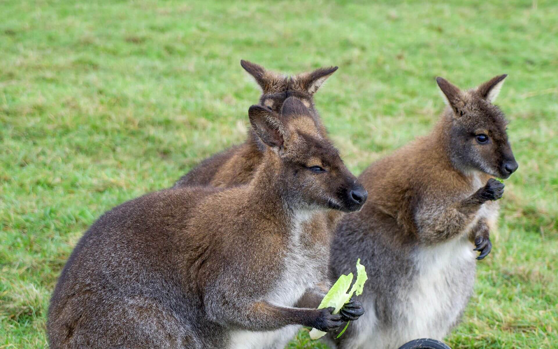 What's On | Hogshaw Farm & Wildlife Park