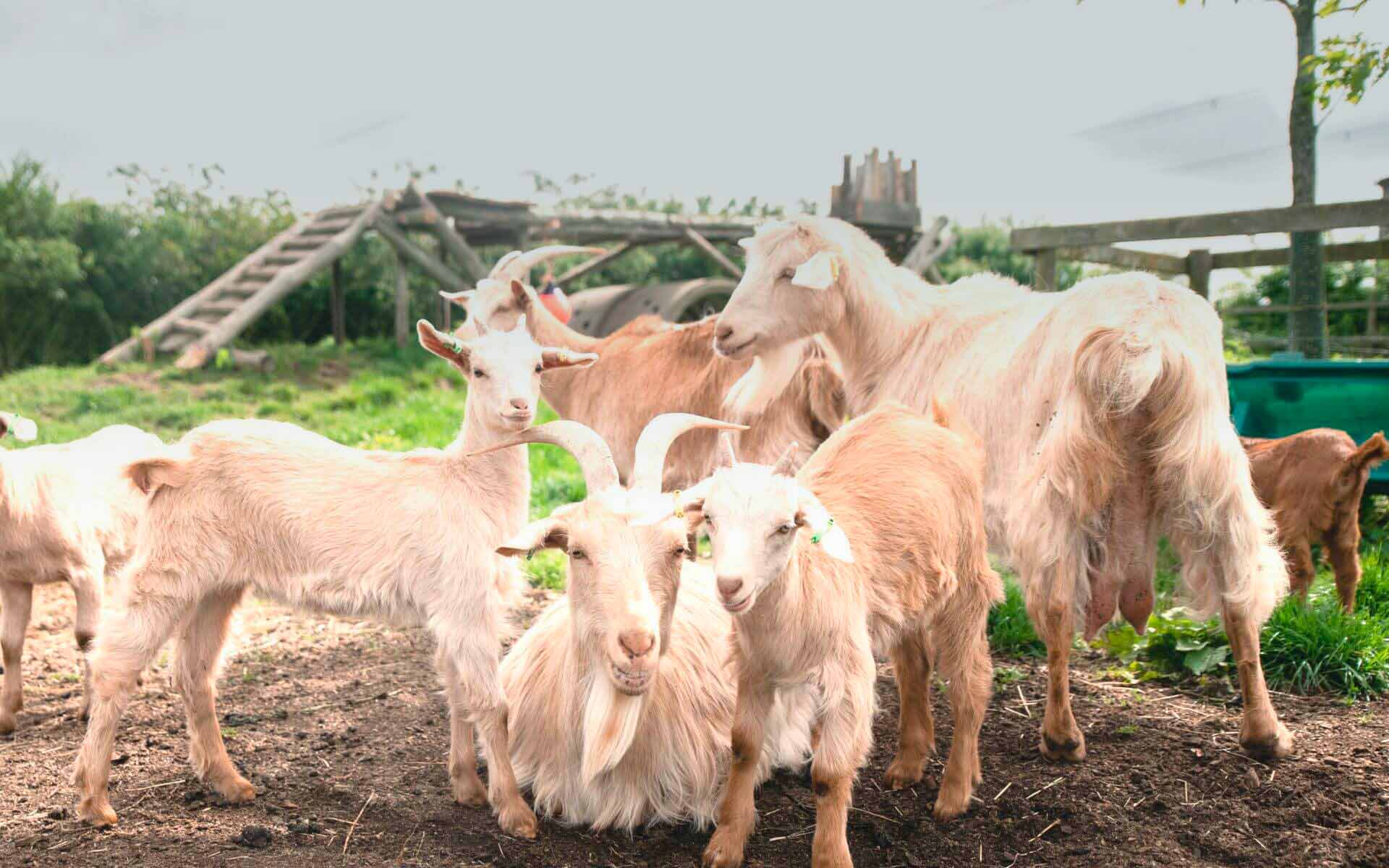 Hogshaw Farm & Wildlife Park | A Fun-Filled Farm Park Day Out