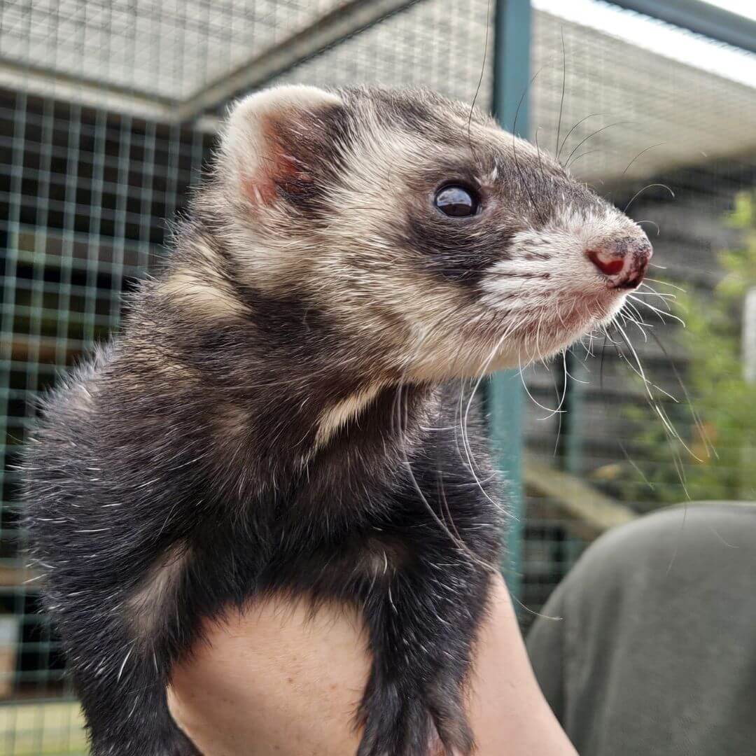 Ferret Experience | Hogshaw Farm & Wildlife Park